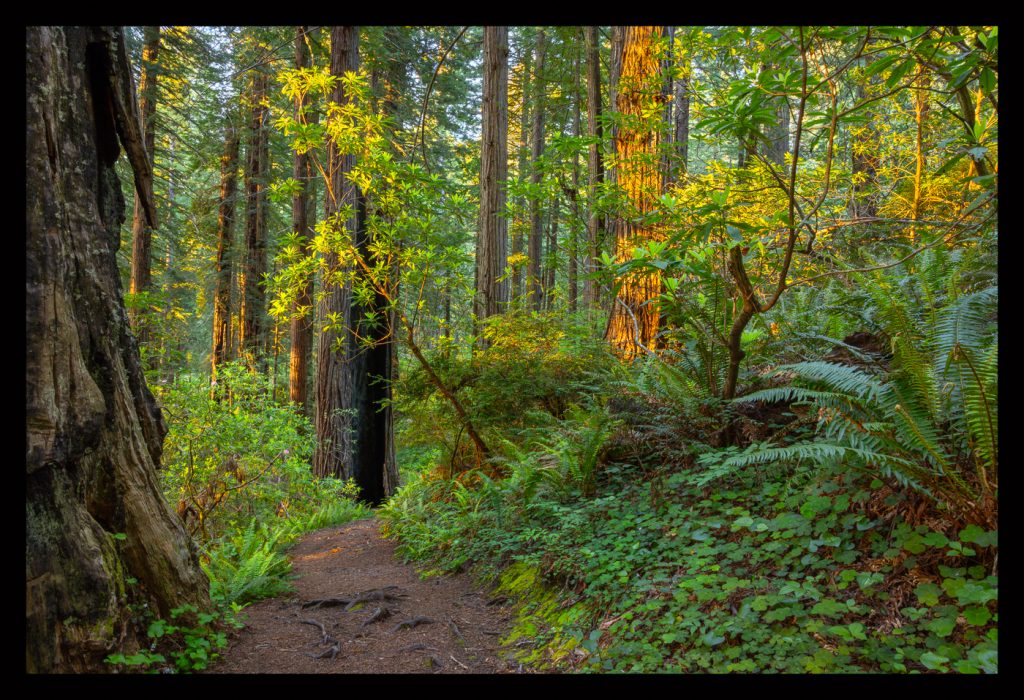2025 December Projected – Southern Oregon Photographic Association