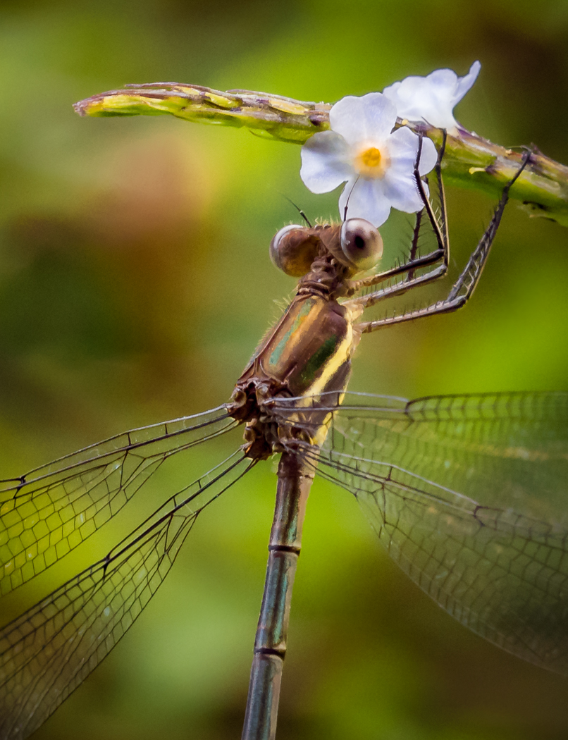 Fair Damsel-B1-Linda Rodgers – Southern Oregon Photographic Association